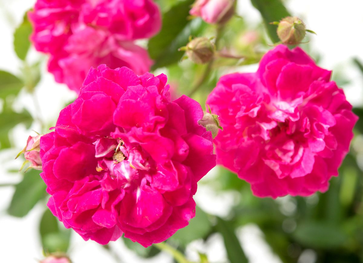 Kletterrose Excelsa - Rosa Excelsa günstig kaufen