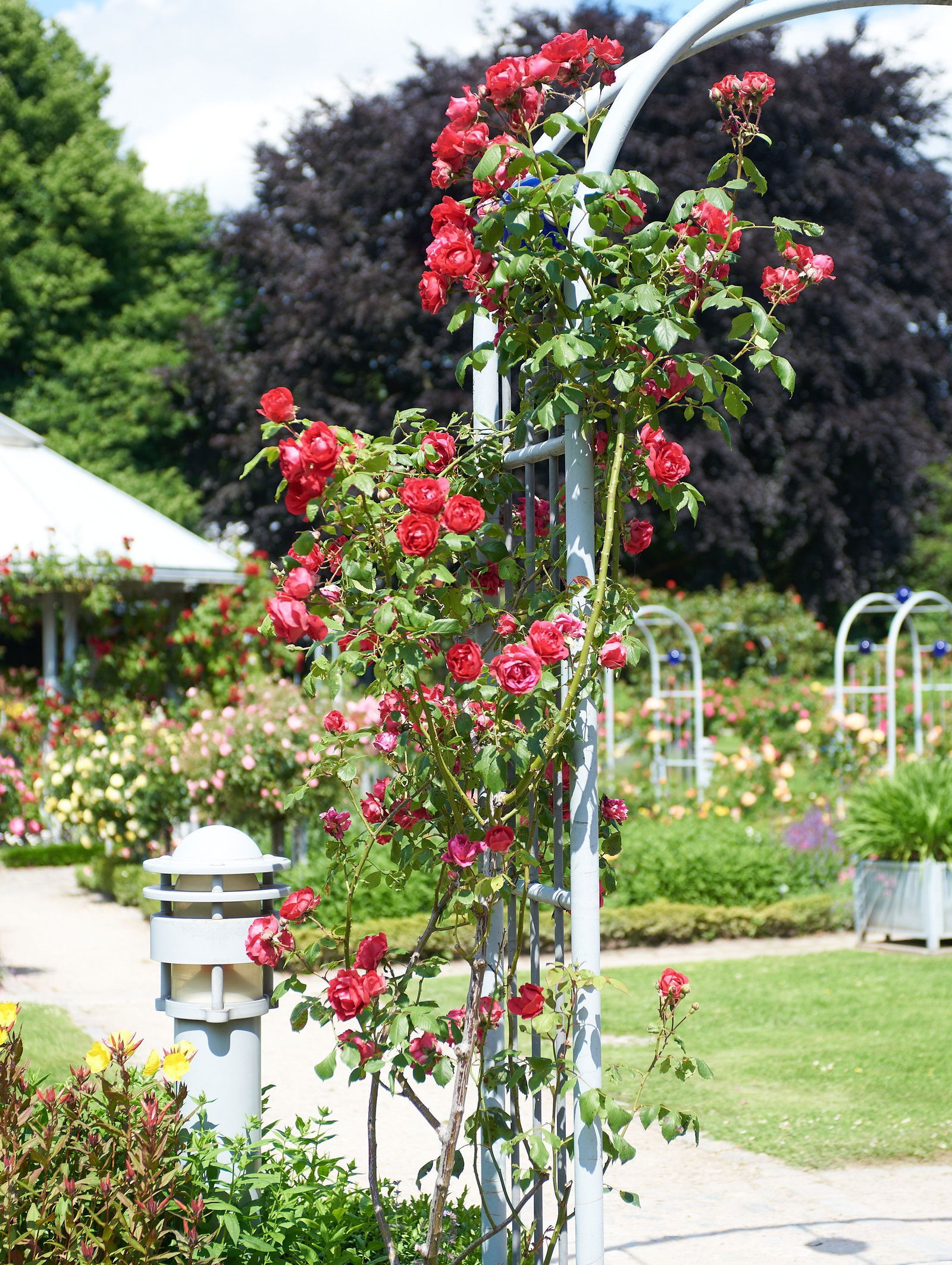 Rose Pauls Scarlet Climber - Rosa Pauls Scarlet Climber günstig kaufen