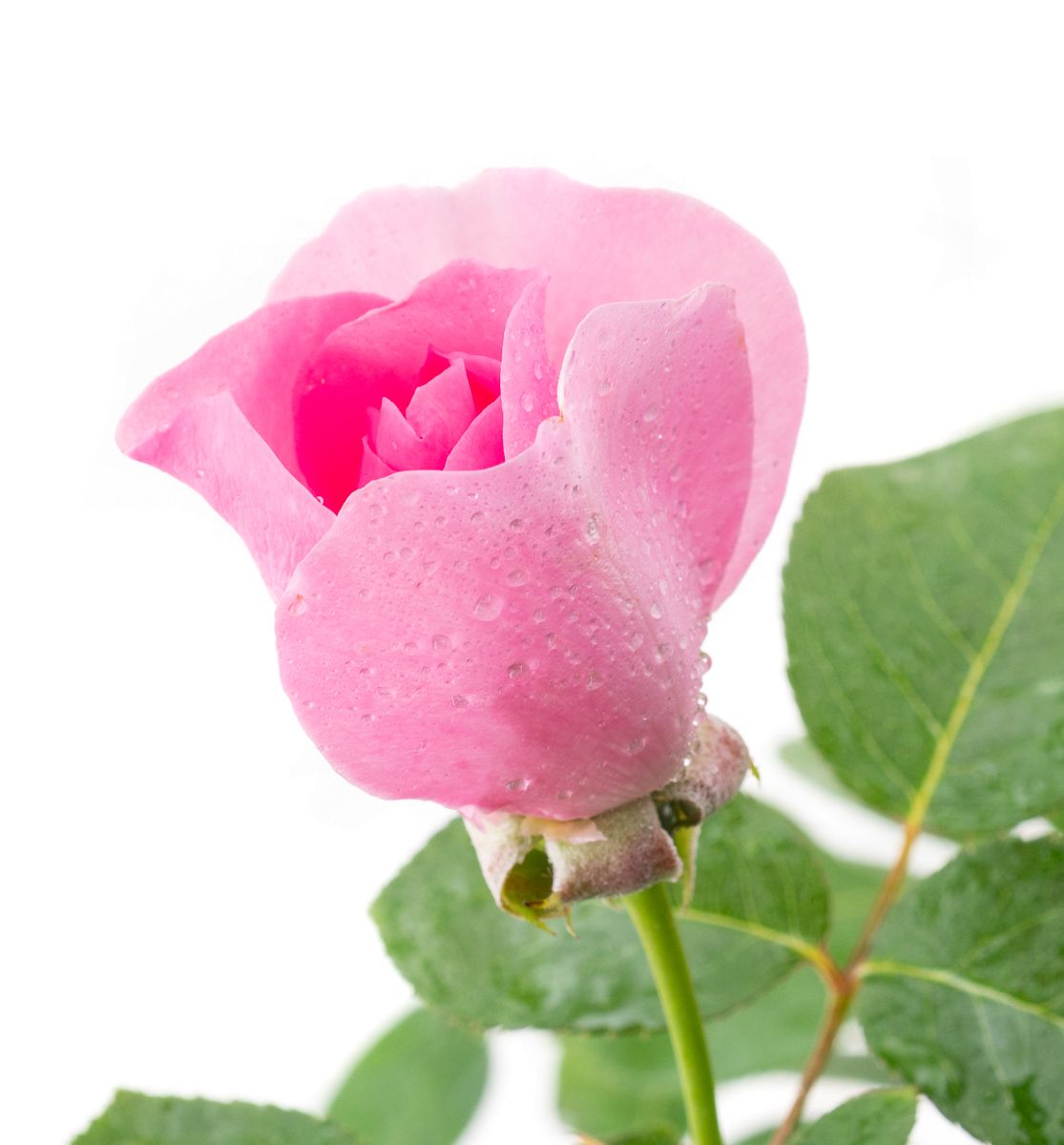 Strauchrose Ghita Renaissance® - Rosa Ghita Renaissance® günstig kaufen