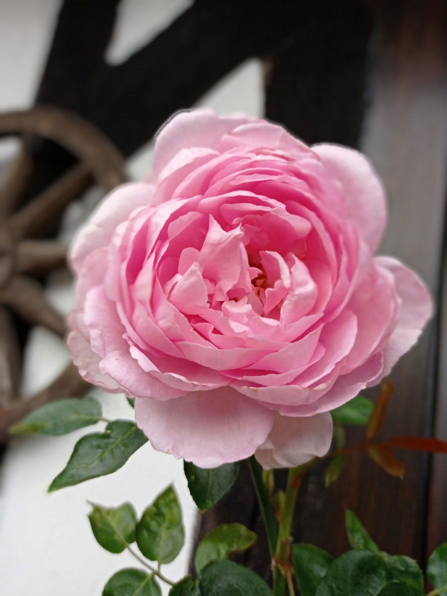 Strauchrose Ghita Renaissance® - Rosa Ghita Renaissance® günstig kaufen