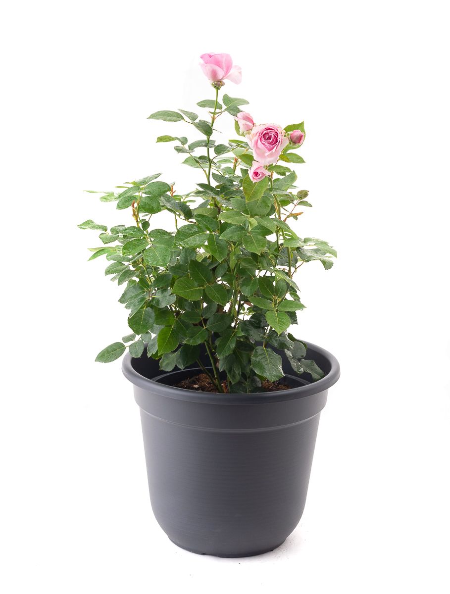 Strauchrose Ghita Renaissance® - Rosa Ghita Renaissance® günstig kaufen