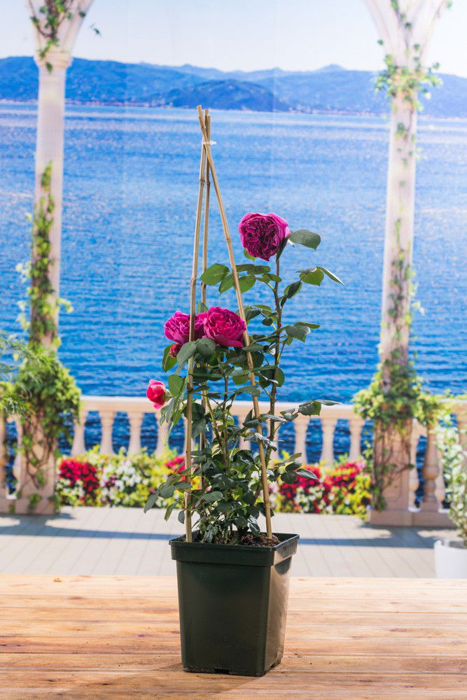 David Austin- Rose Heathcliff - Rosa Heathcliff günstig kaufen