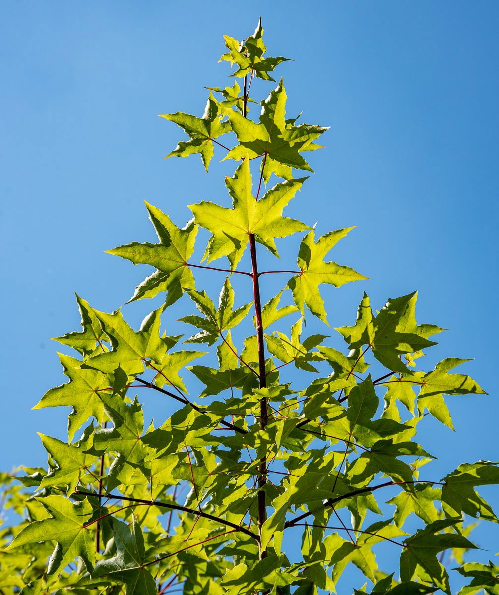 Eschenahorn Annae - Acer zoeschense Annae günstig kaufen
