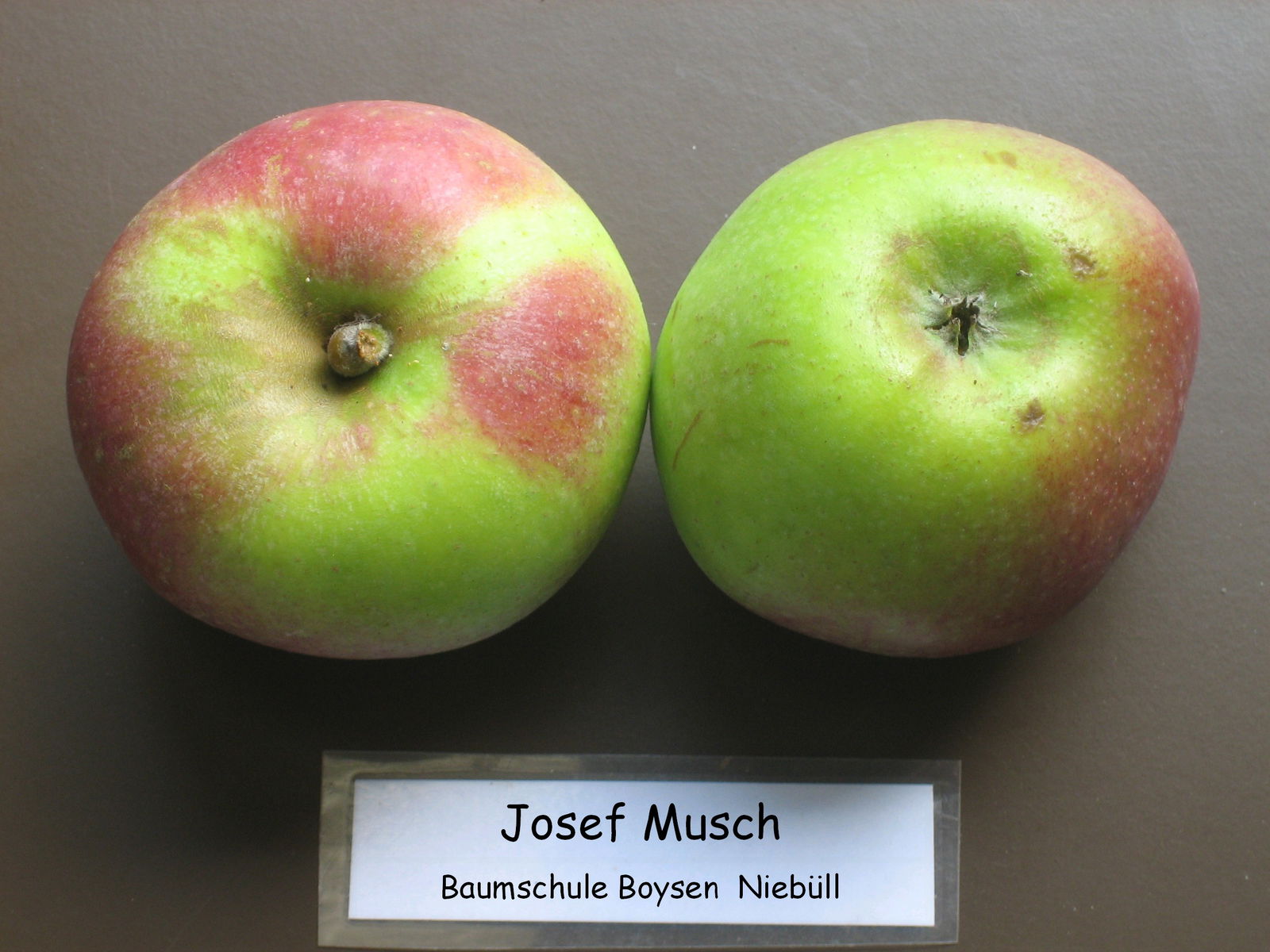 Josef Musch - Malus Josef Musch günstig kaufen