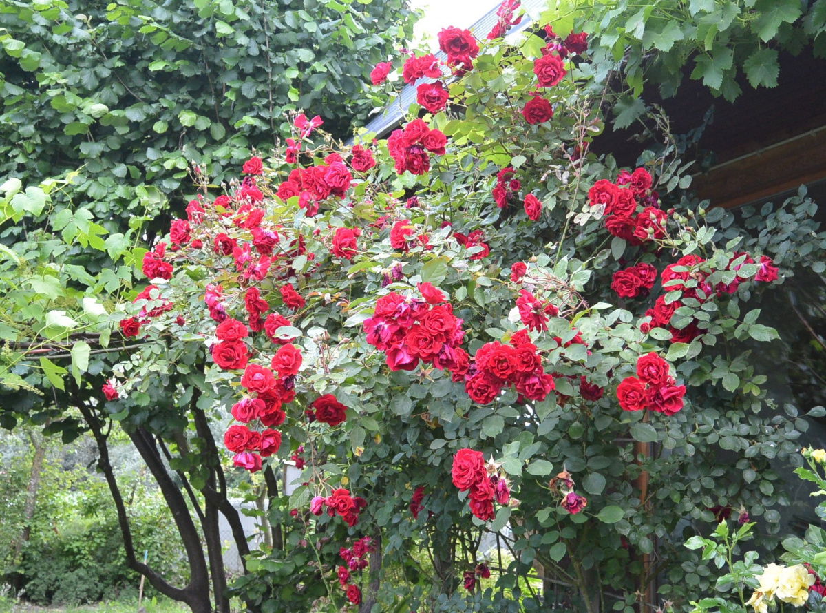 Kletterrose Sympathie - Rosa Sympathie günstig kaufen