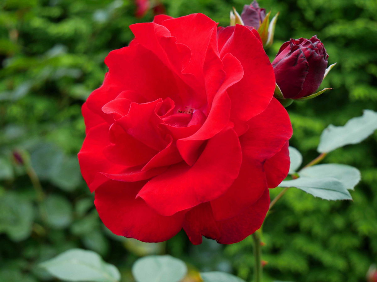 Kletterrose Sympathie - Rosa Sympathie günstig kaufen