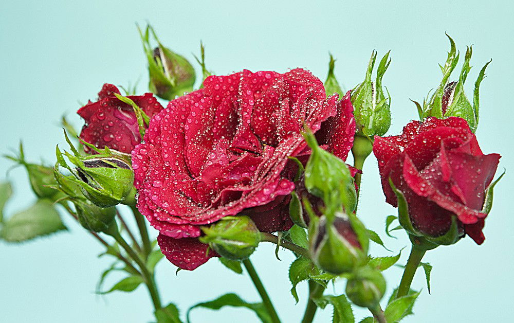 Kletterrose Sympathie - Rosa Sympathie günstig kaufen