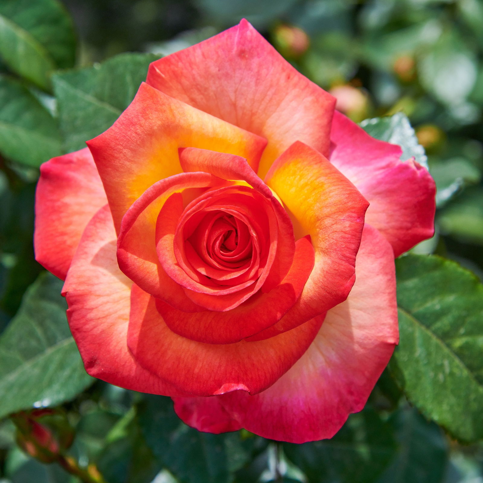 Rose Sunrise® Adalopac Nirparfum - Rosa Sunrise ® TH IV günstig kaufen