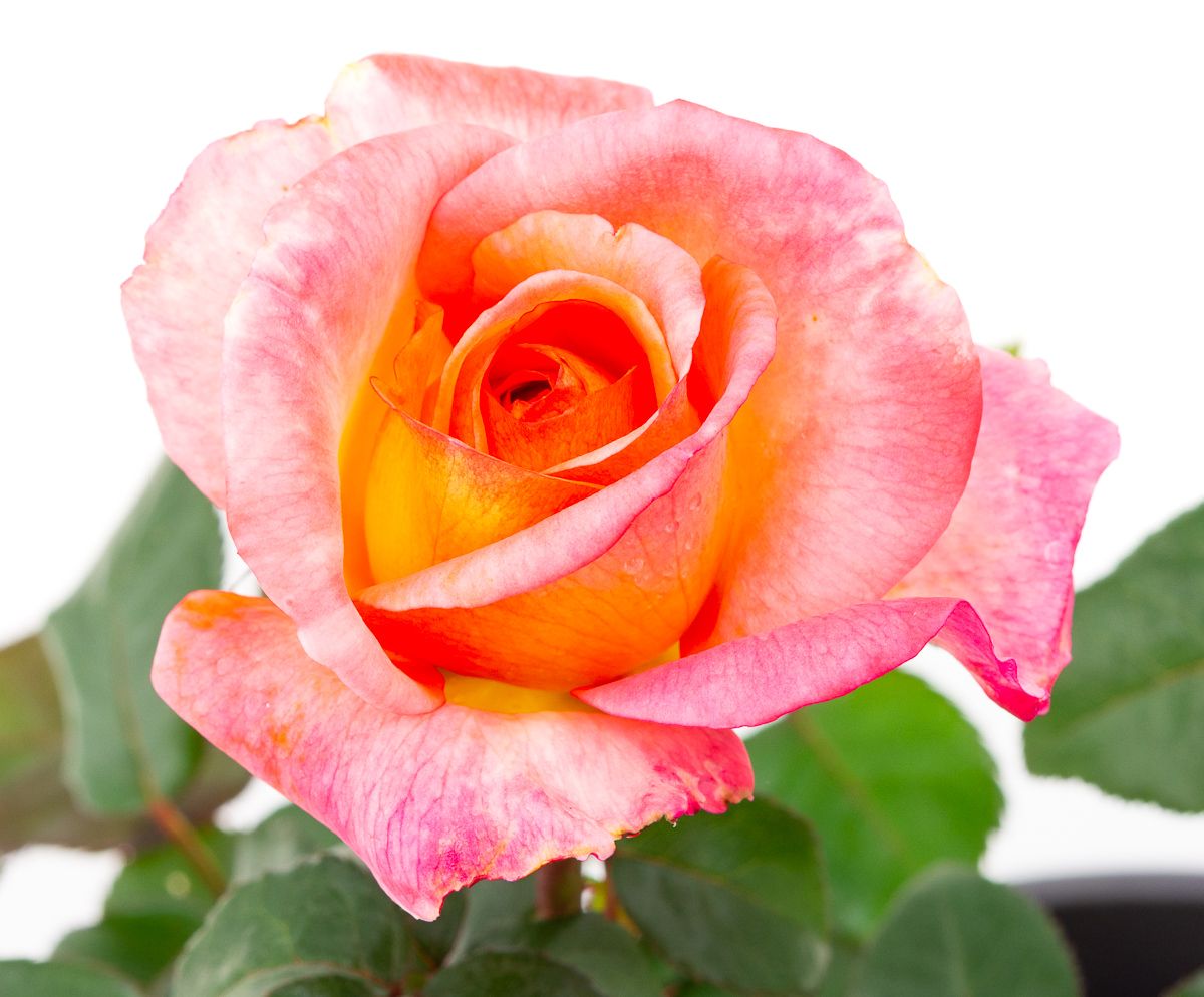 Rose Sunrise® Adalopac Nirparfum - Rosa Sunrise ® TH IV günstig kaufen