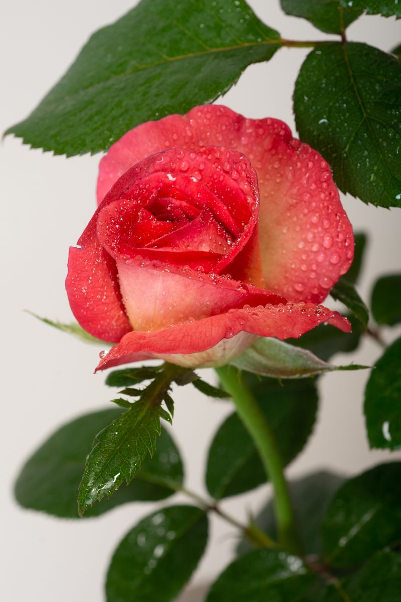 Rose Sunrise® Adalopac Nirparfum - Rosa Sunrise ® TH IV günstig kaufen