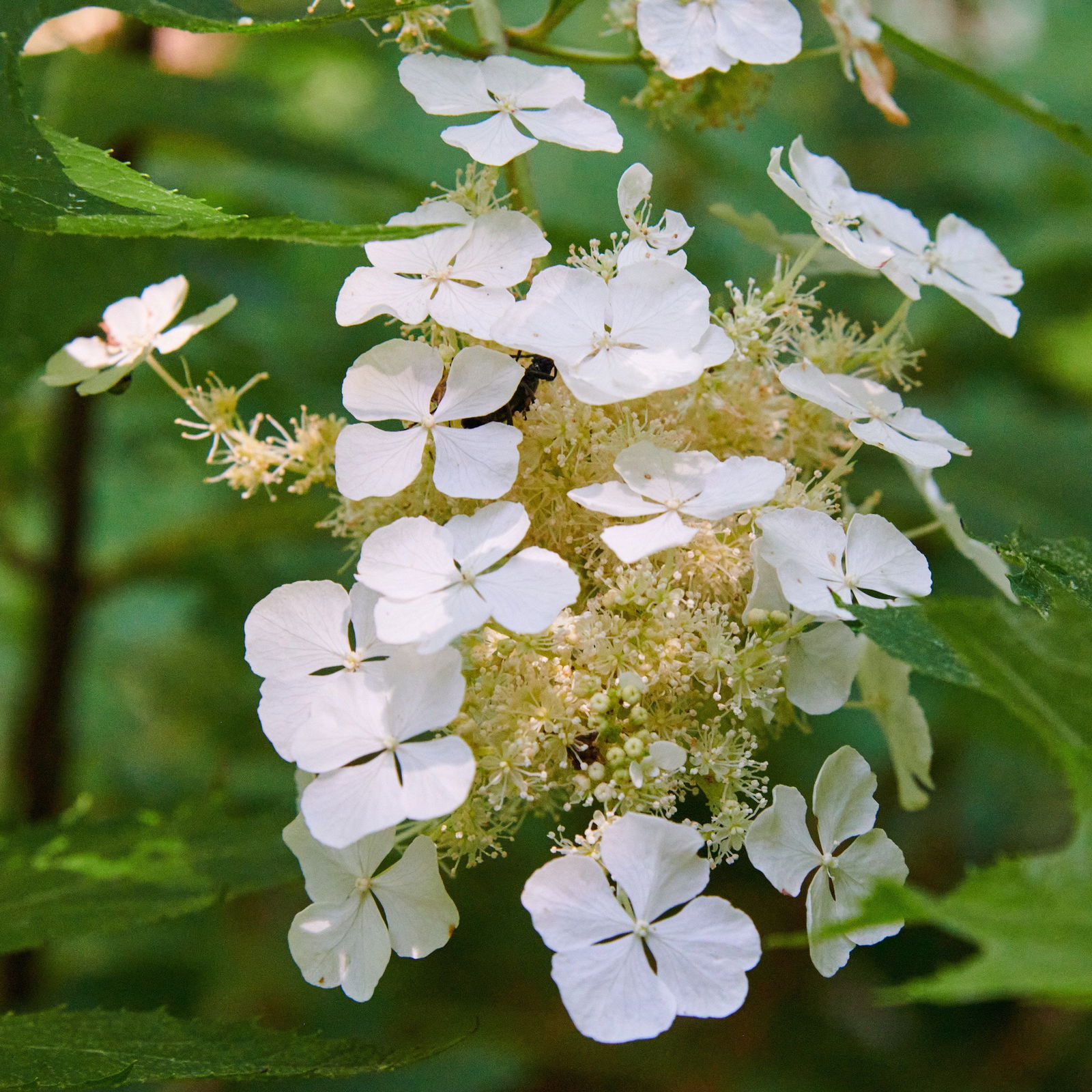 Eichenblatthortensie Ice Crystal® - Hydrangea quercifolia Ice Crystal ...