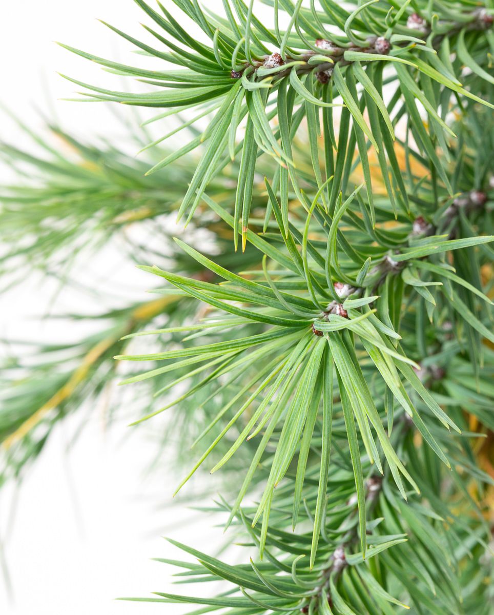 Japanische Lärche Grey Pearl - Larix kaempferi Grey Pearl günstig kaufen