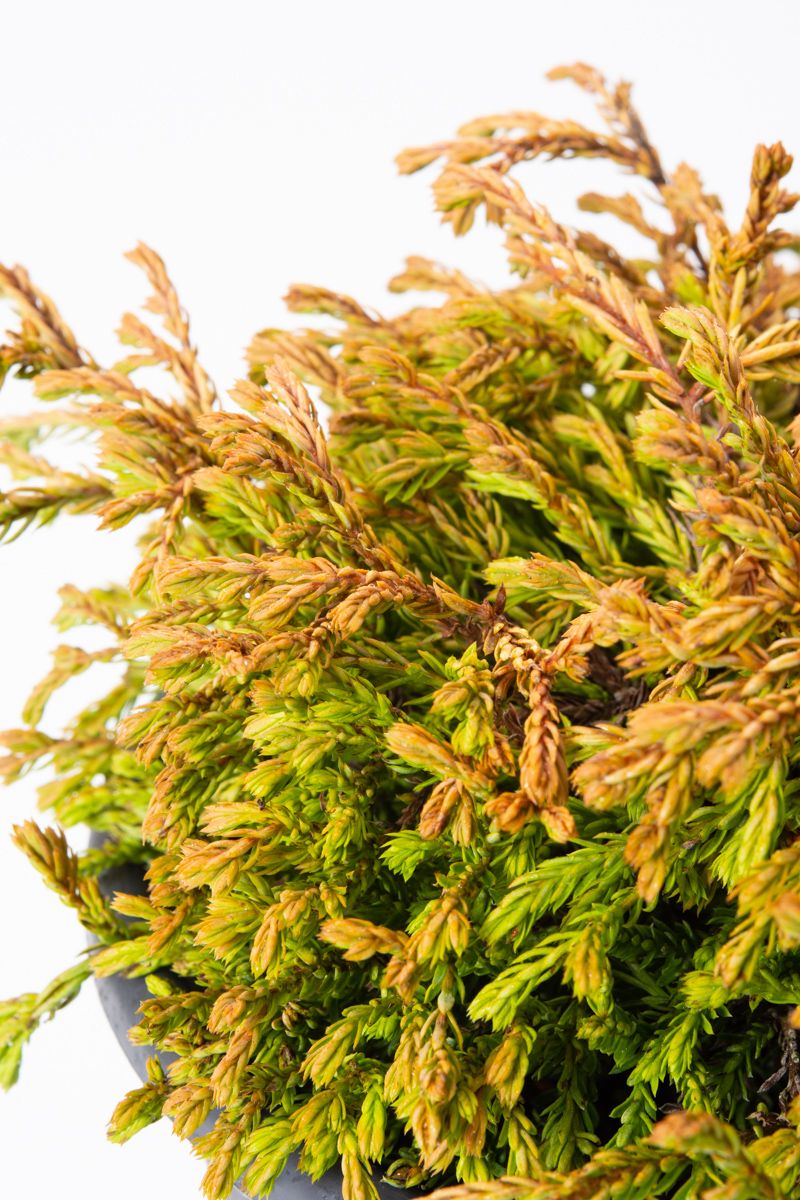 Lebensbaum Golden Tuffet - Thuja occidentalis Golden Tuffet günstig kaufen