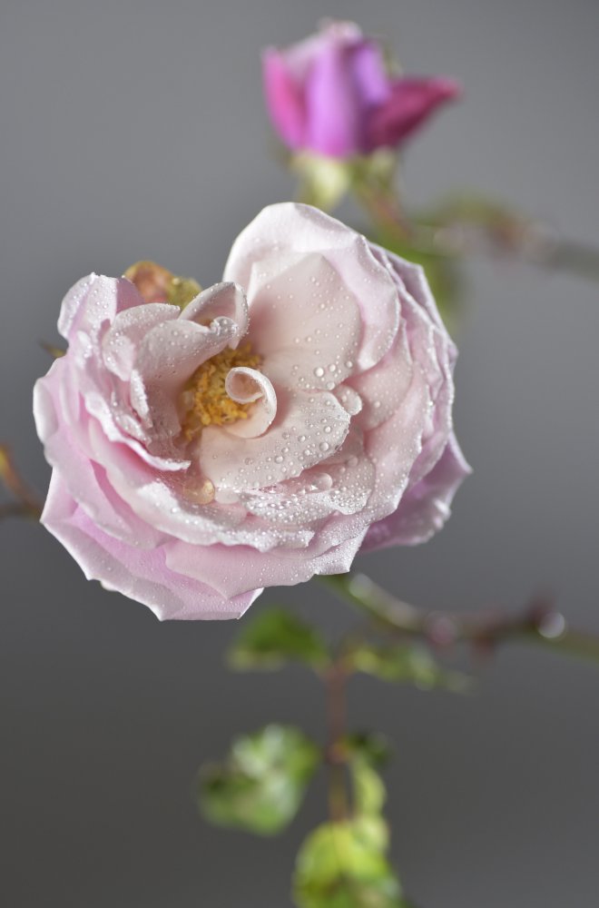 Rose Blossomtime - Rosa Blossomtime günstig kaufen