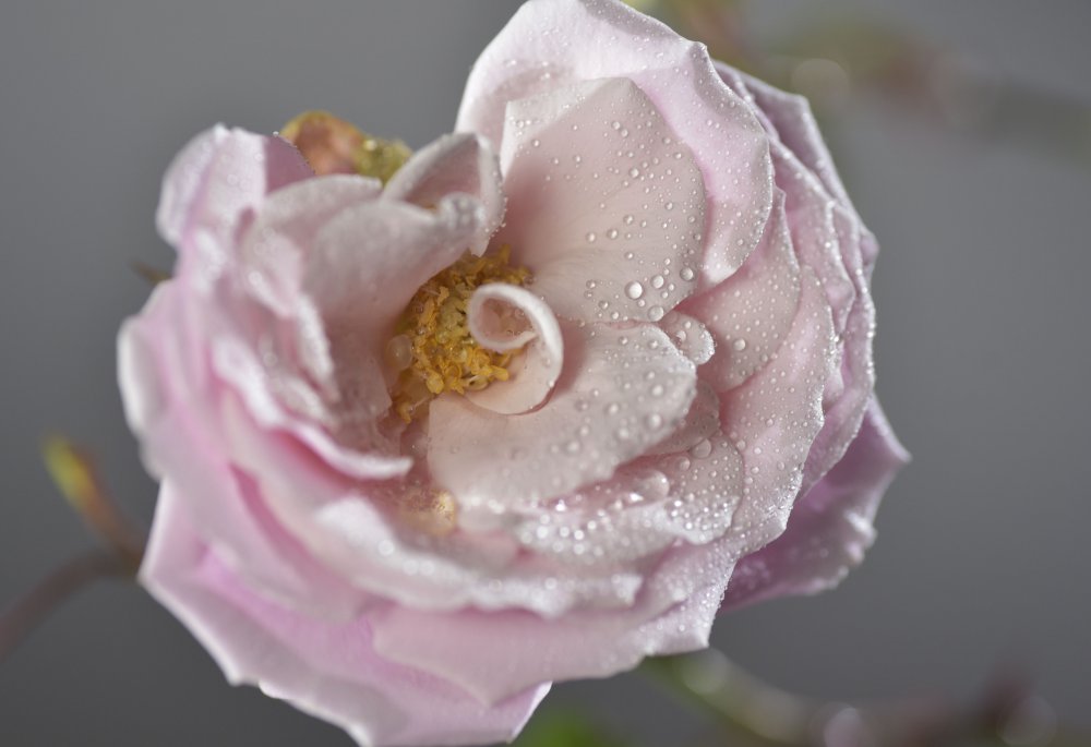 Rose Blossomtime - Rosa Blossomtime günstig kaufen