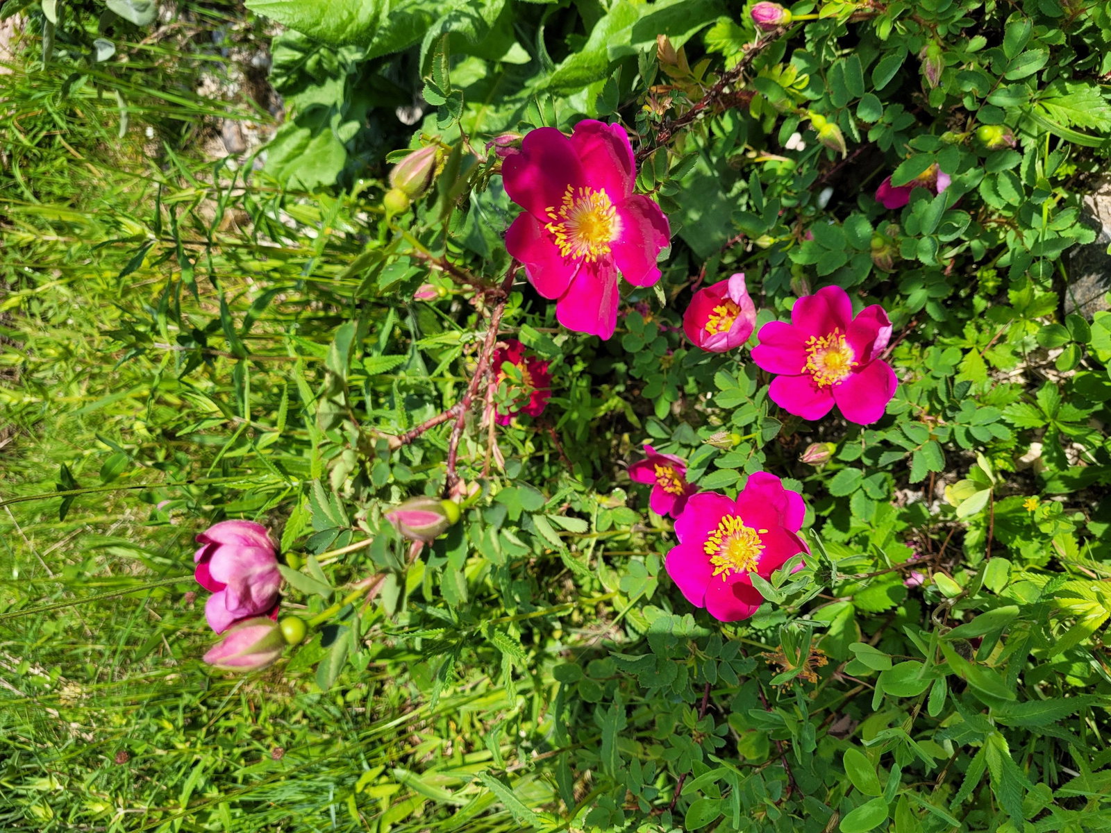 Strauchrose Red Nelly - Rosa Red Nelly günstig kaufen
