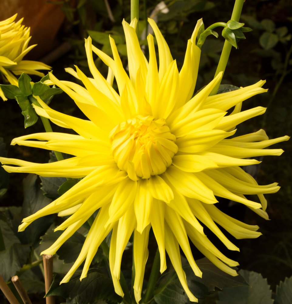 Dahlie Golden Explosion - Dahlia Golden Explosion günstig kaufen