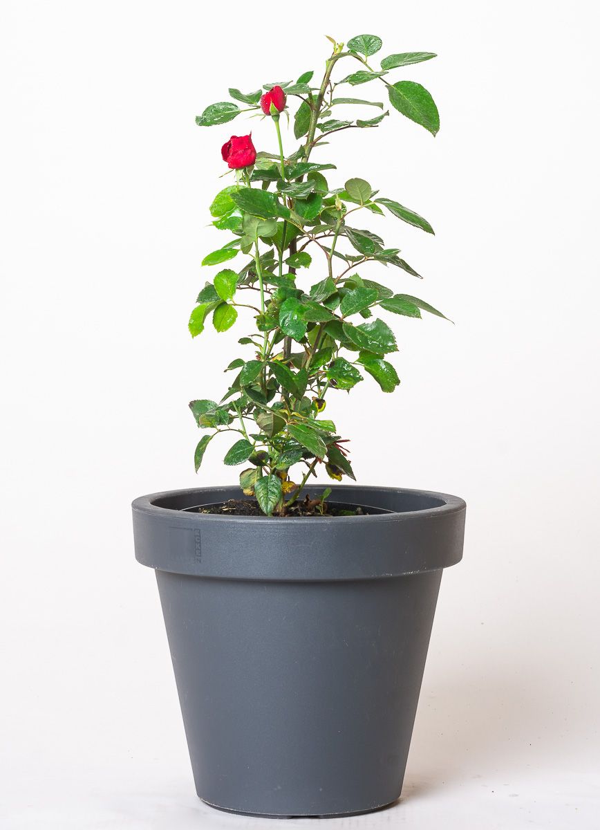 Strauchrose Capricia Renaissance ® - Rosa Capricia Renaissance ...