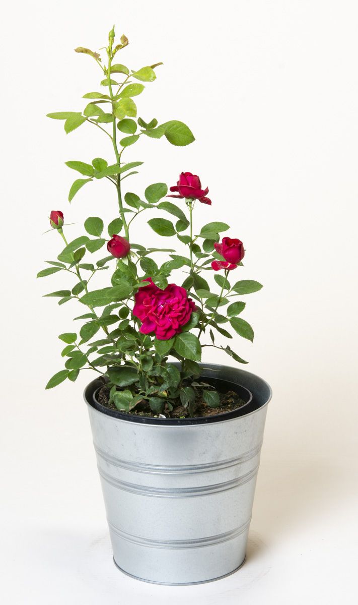 Strauchrose Capricia Renaissance ® - Rosa Capricia Renaissance ...