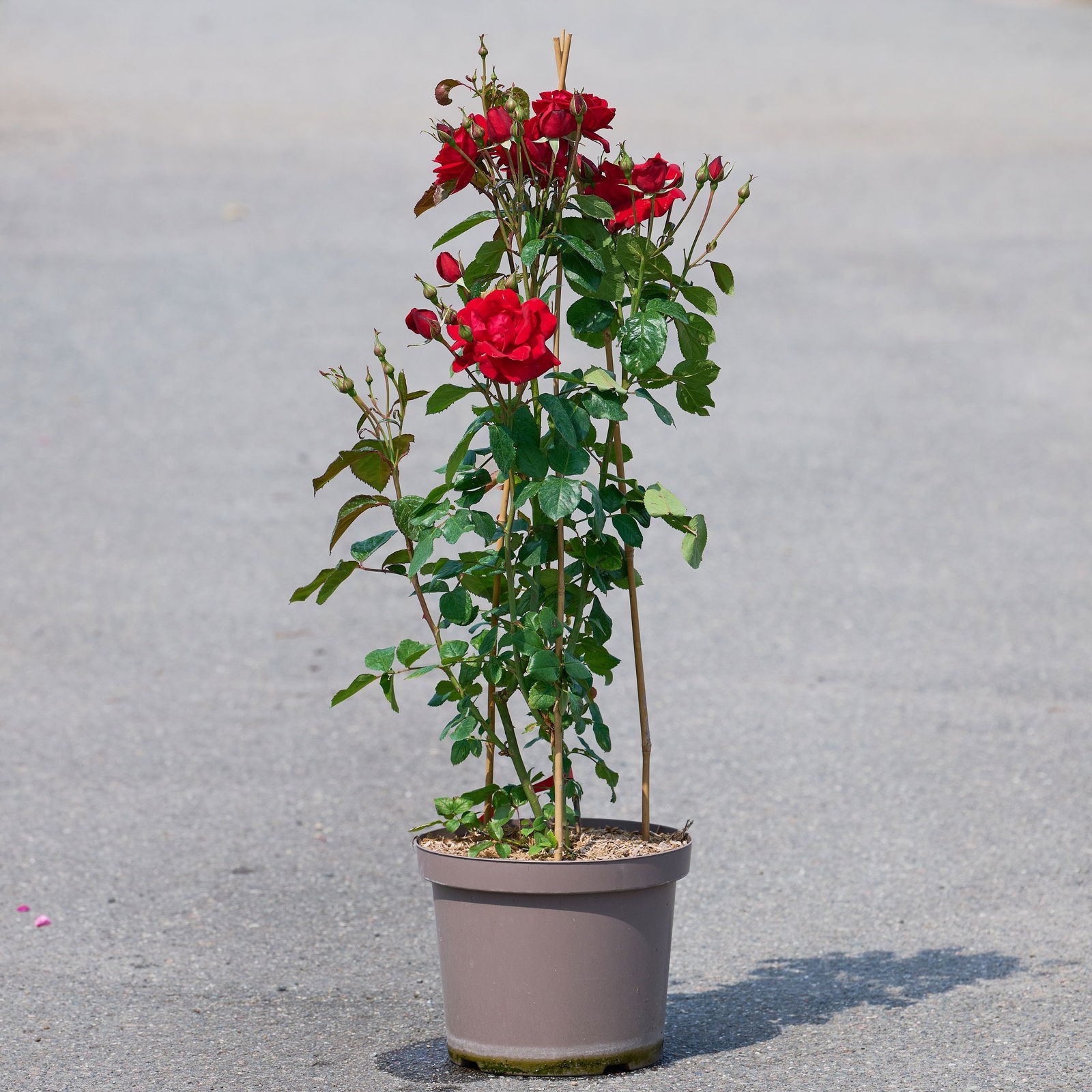 Strauchrose Capricia Renaissance ® - Rosa Capricia Renaissance ...