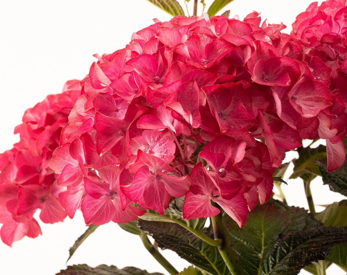 Bauernhortensie Red Angel - Hydrangea macrophylla Red Angel günstig kaufen