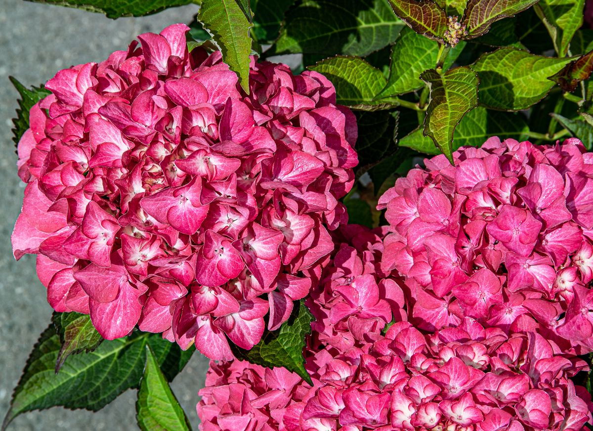 Bauernhortensie Red Angel - Hydrangea macrophylla Red Angel günstig kaufen
