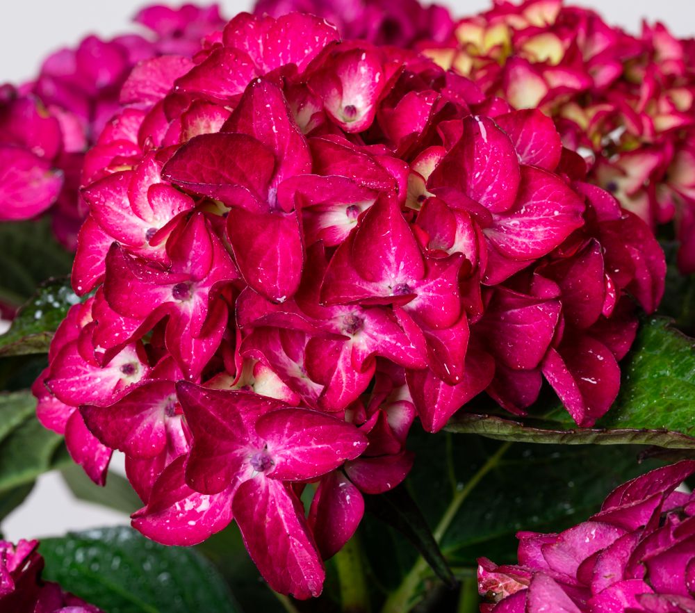 Bauernhortensie Red Angel - Hydrangea macrophylla Red Angel günstig kaufen