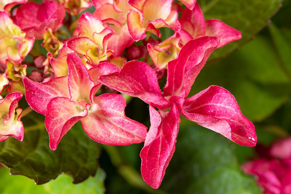 Bauernhortensie Red Angel - Hydrangea macrophylla Red Angel günstig kaufen