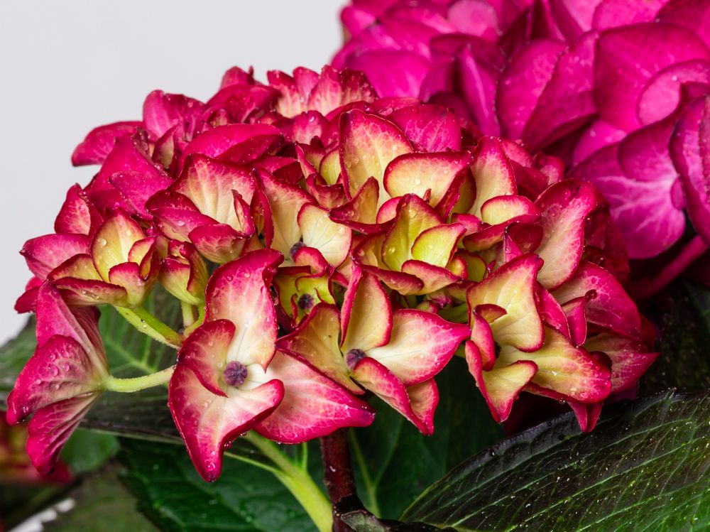 Bauernhortensie Red Angel - Hydrangea macrophylla Red Angel günstig kaufen