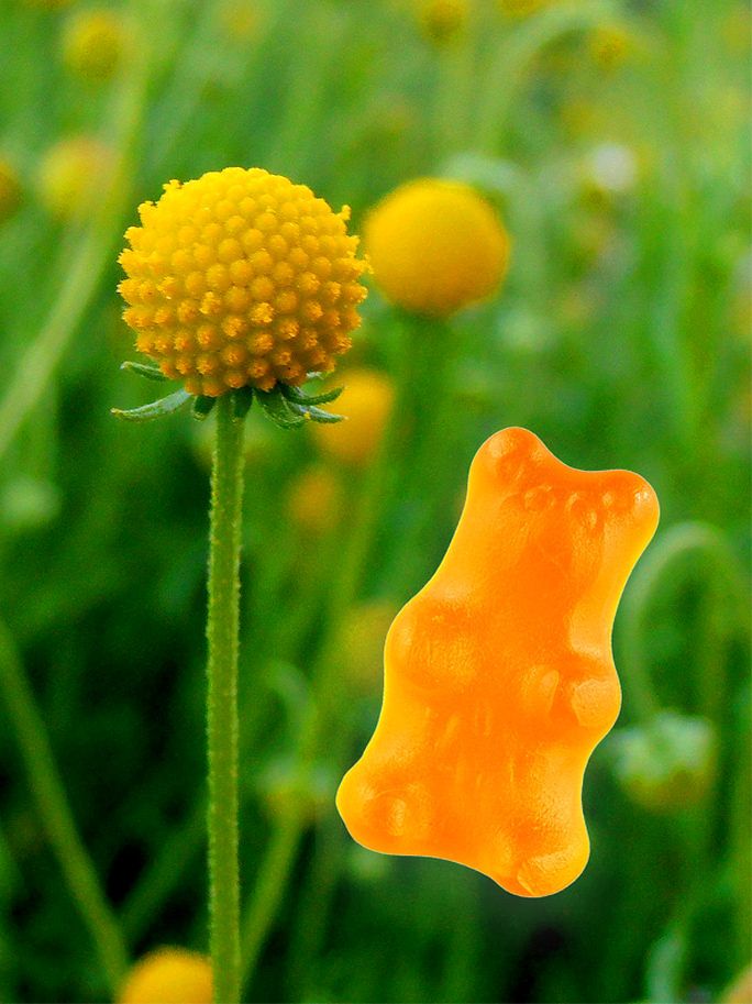 Gummibärchen-Blume® - Cephalophora aromatica günstig kaufen