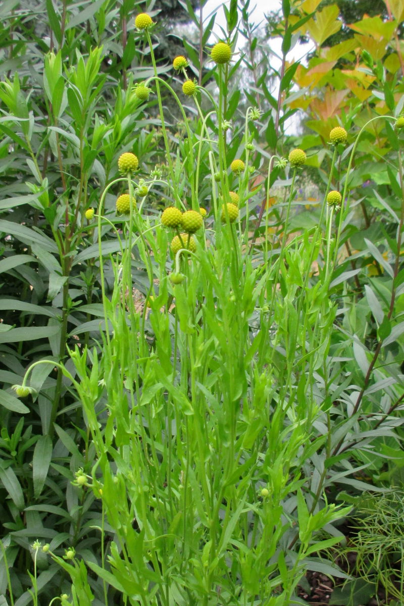 Gummibärchen-Blume® - Cephalophora aromatica günstig kaufen