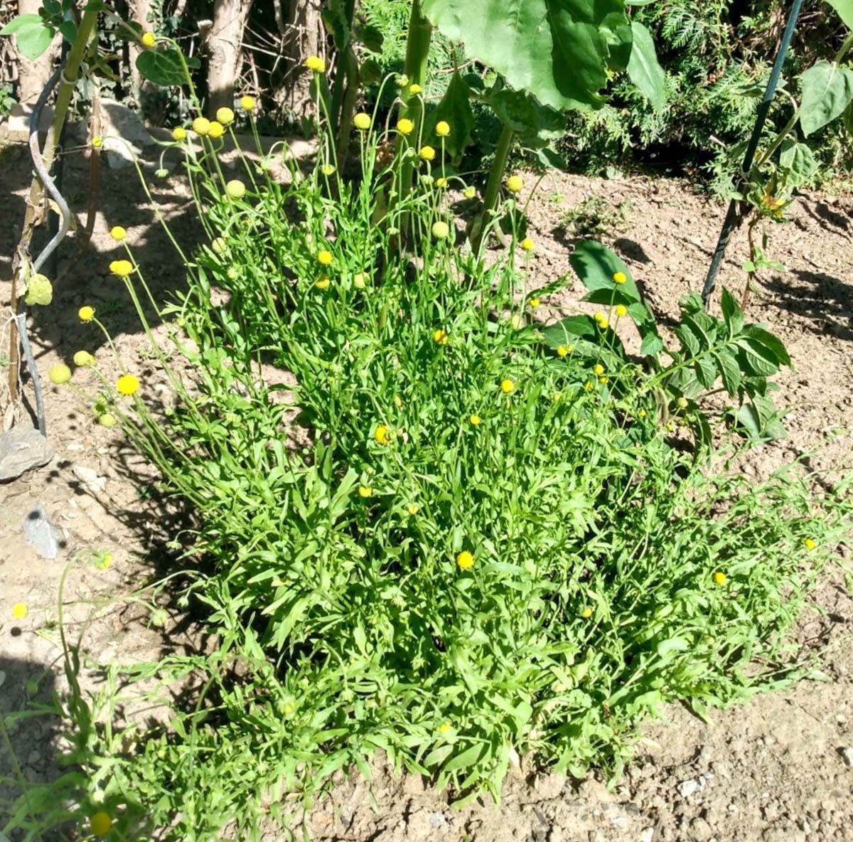 Gummibärchen-Blume® - Cephalophora aromatica günstig kaufen