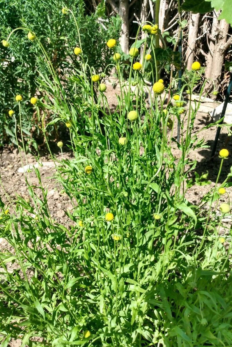 Gummibärchen-Blume® - Cephalophora aromatica günstig kaufen