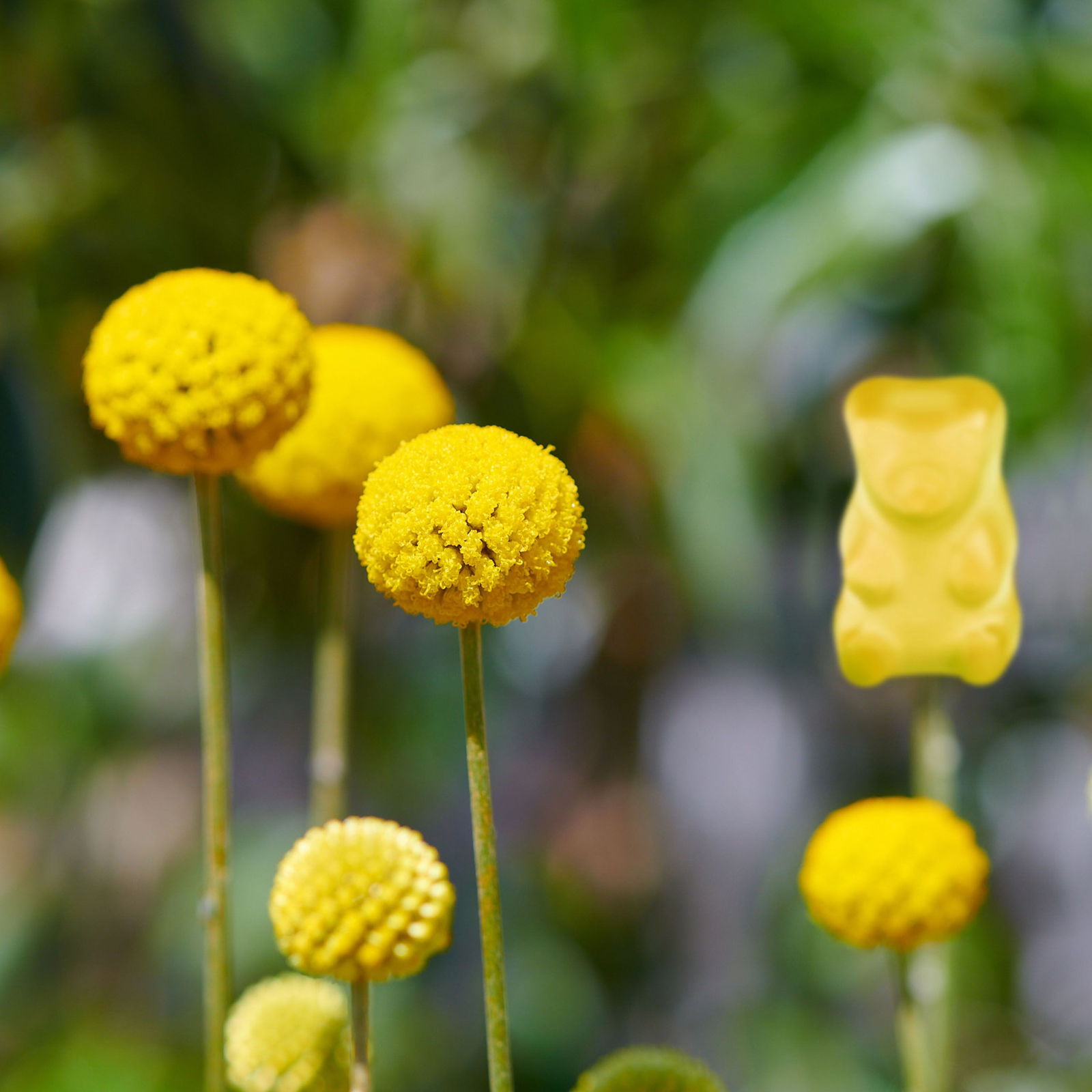 Gummibärchen-Blume® - Cephalophora aromatica günstig kaufen