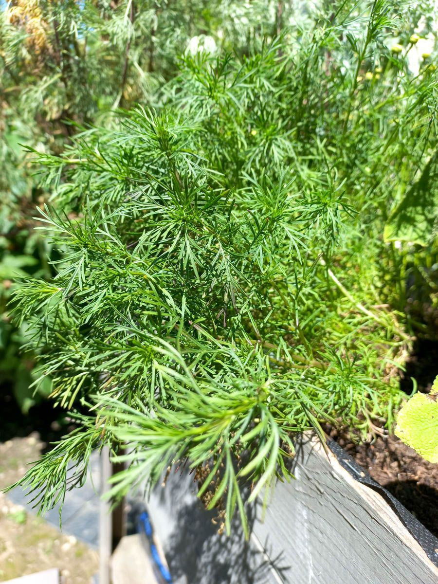 Lakritztagetes - Tagetes filifolia günstig kaufen