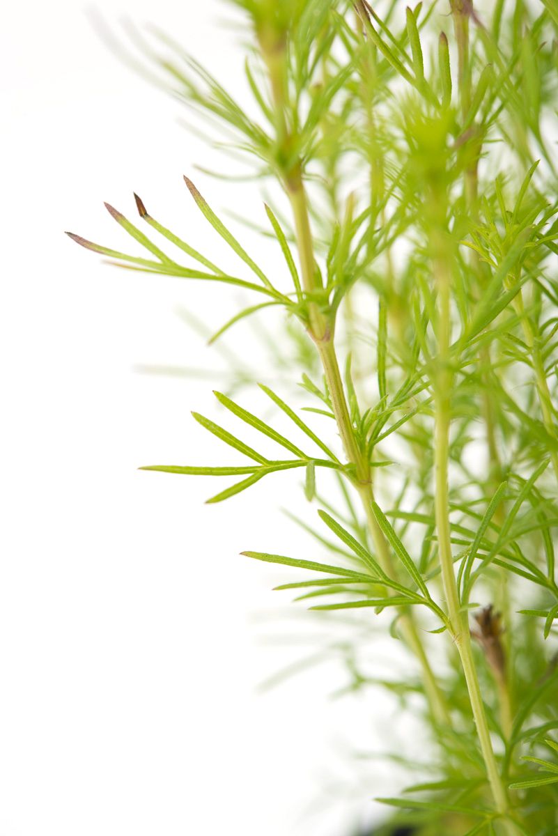 Lakritztagetes - Tagetes filifolia günstig kaufen