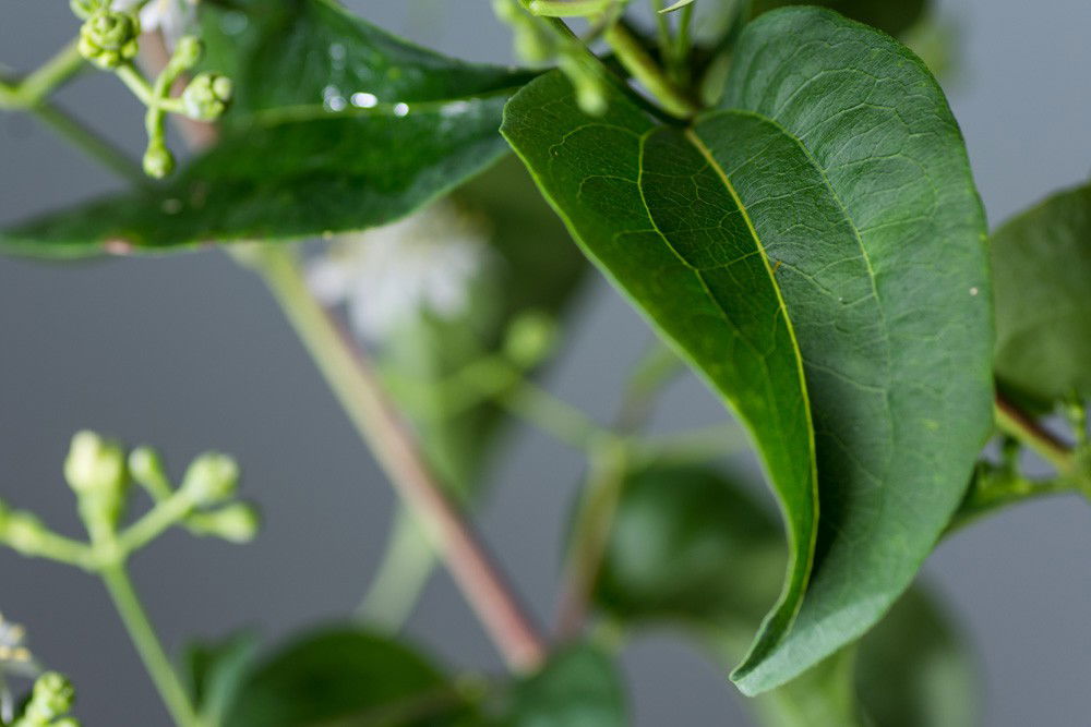 Sieben-Söhne-des-Himmels-Strauch Tianshan - Heptacodium miconioides ...