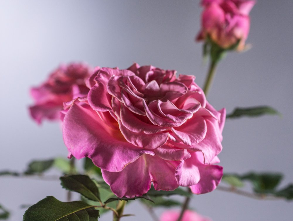 Edelrose Ashley ® - Rose Ashley ® günstig kaufen
