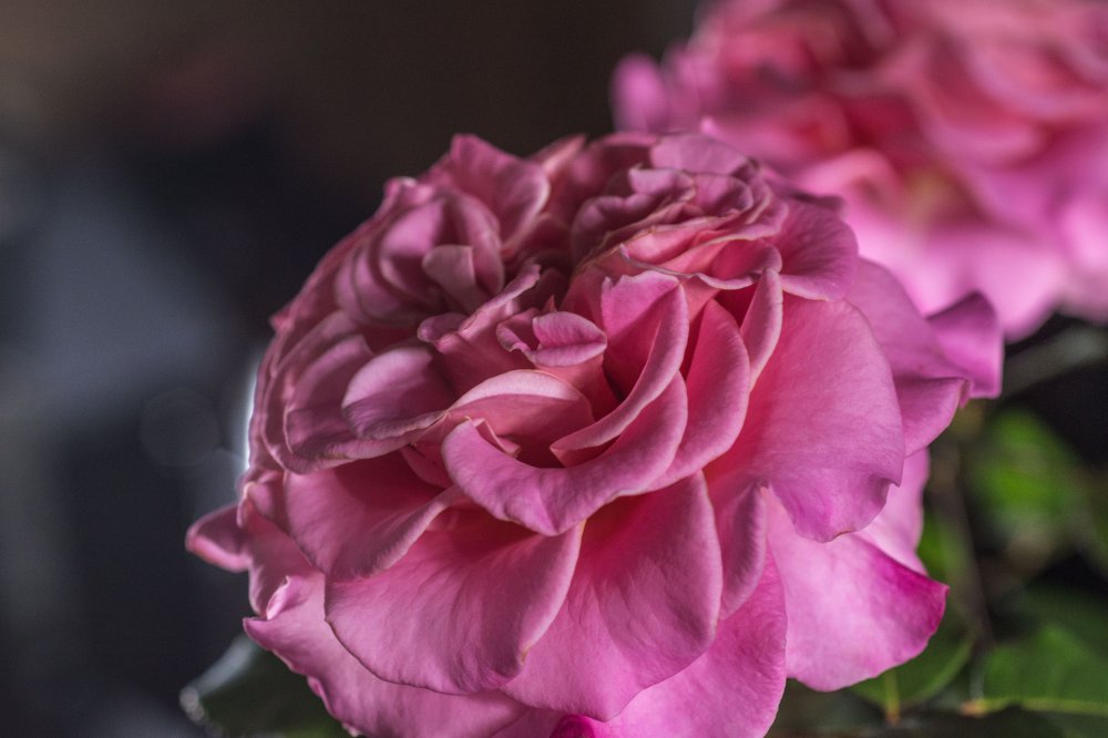 Edelrose Ashley ® - Rose Ashley ® günstig kaufen