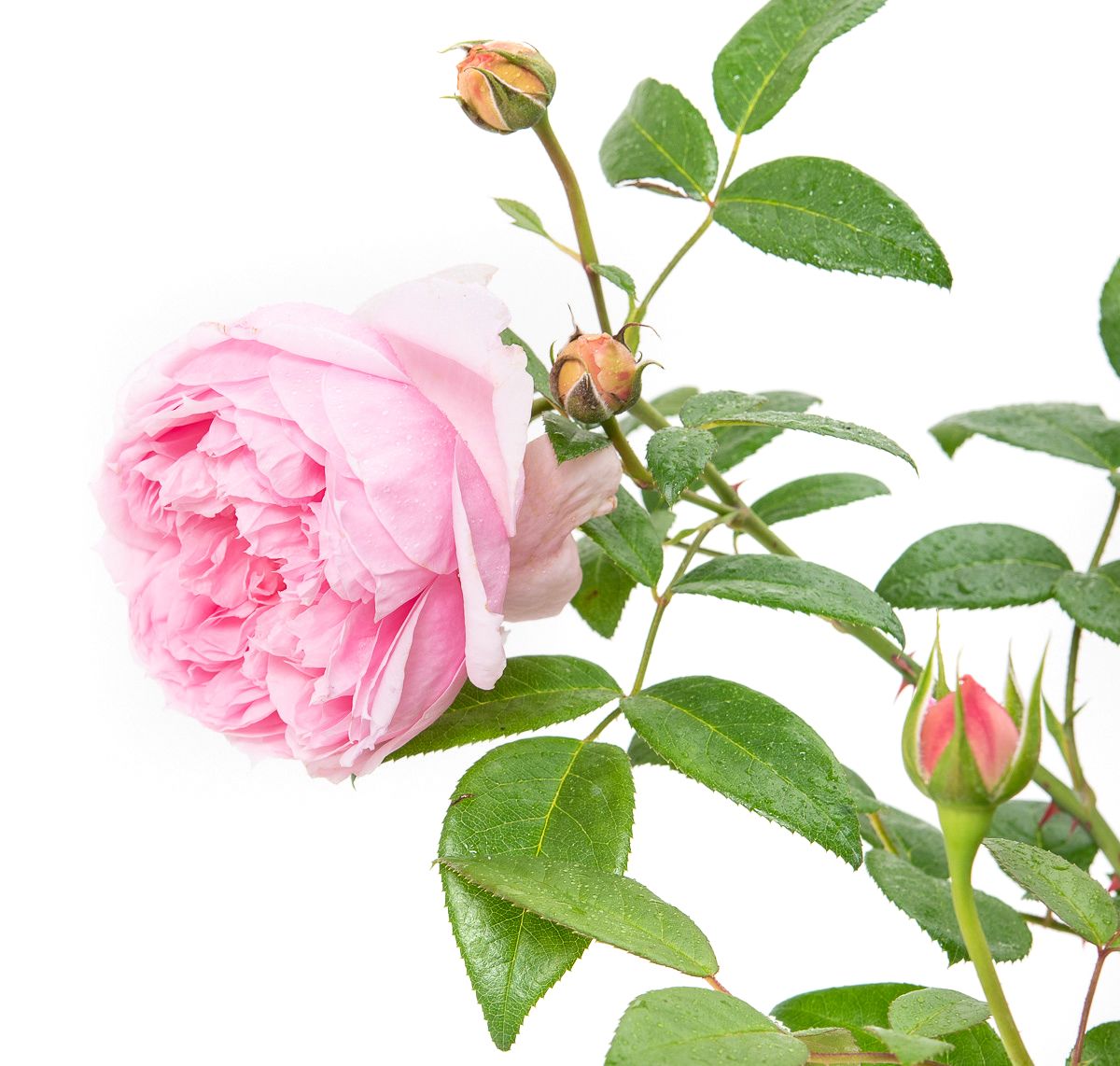 Edelrose Schöne Maid - Rosa Schöne Maid günstig kaufen