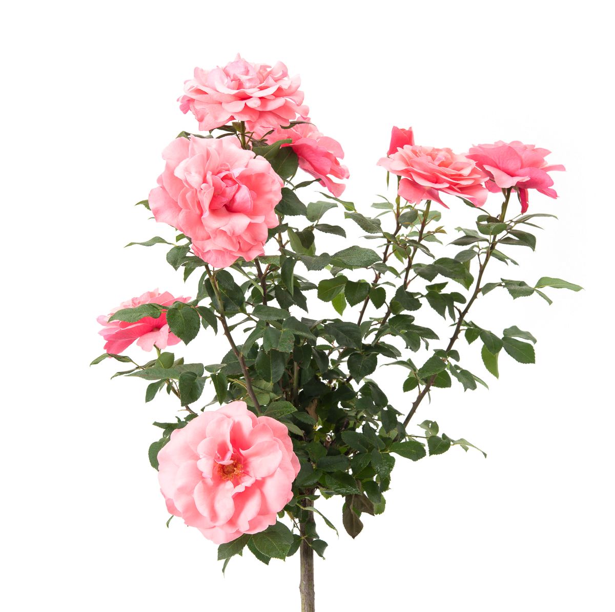 Edelrose Elaine Paige - Rosa Elaine Paige günstig kaufen