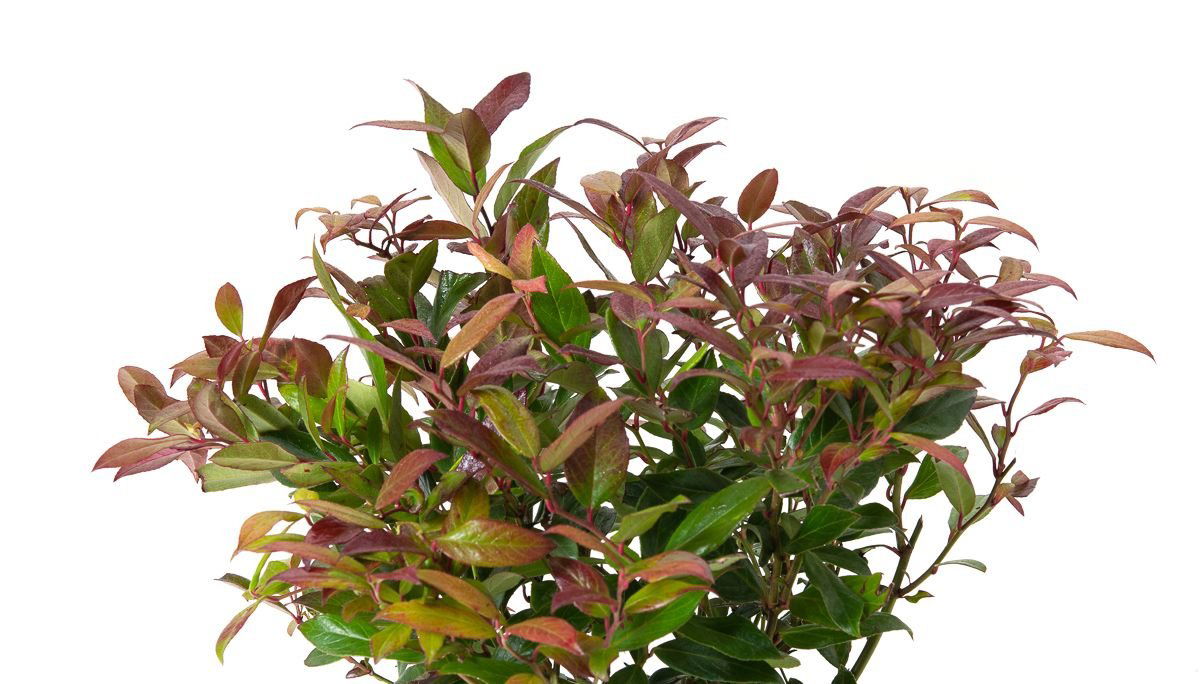 Traubenmyrte Rainbow - Leucothoe walteri Rainbow günstig kaufen