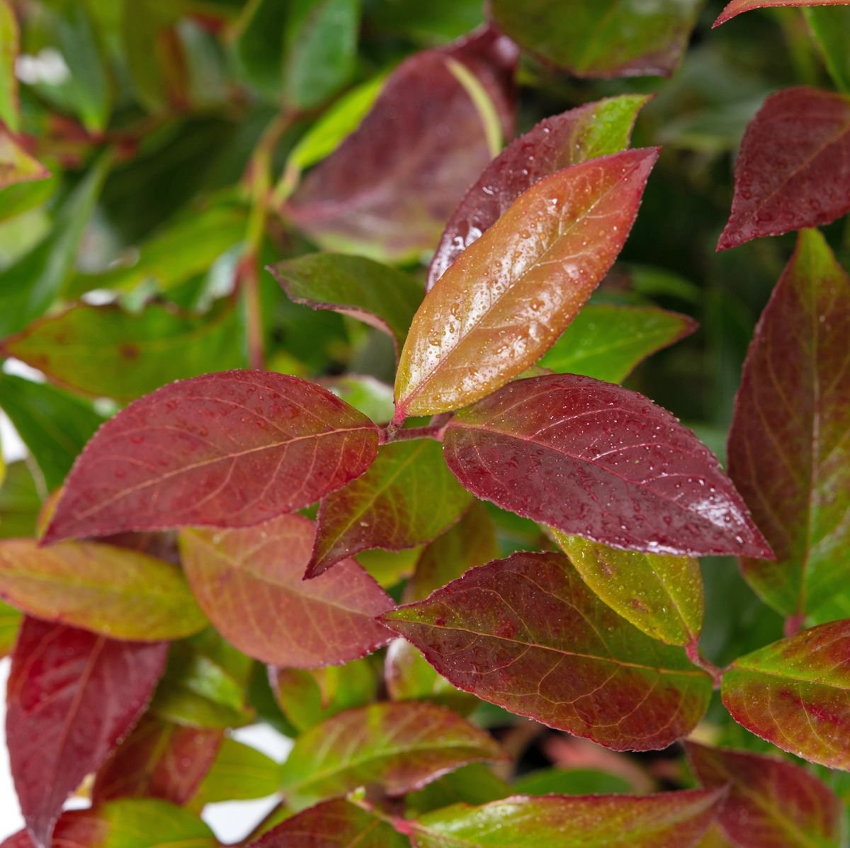 Traubenheide - Leucothoe walteri Zeblid günstig kaufen