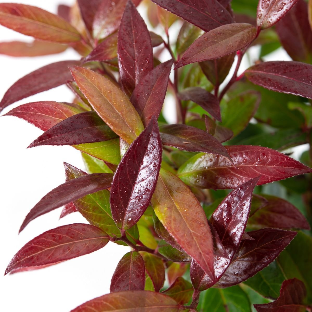 Traubenheide - Leucothoe walteri Zeblid günstig kaufen