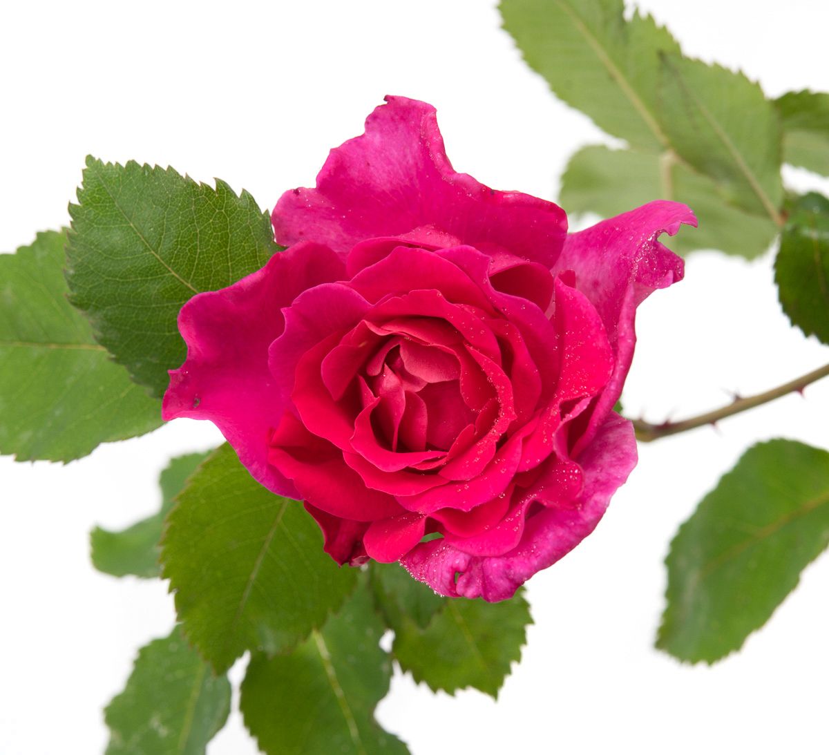 Strauchrose Dornröschen - Rosa Dornröschen günstig kaufen