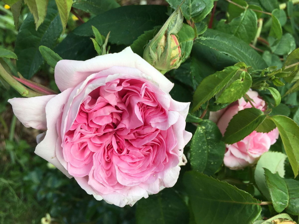 Rose Enfant de France - Rosa Enfant de France günstig kaufen