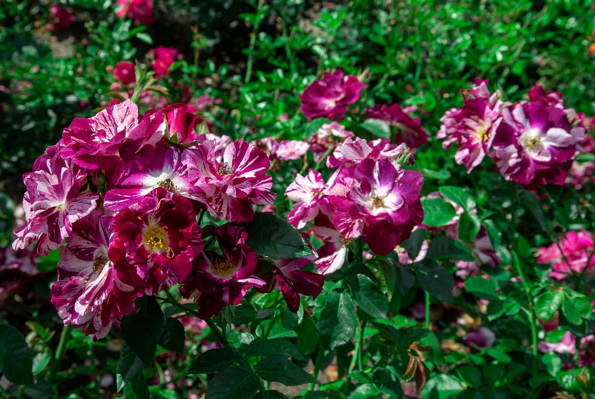 Rose Purple Splash - Rosa Purple Splash günstig kaufen