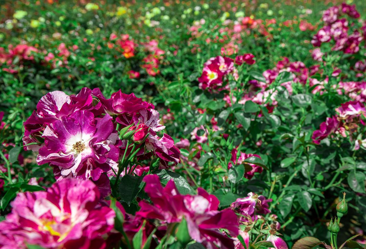 Rose Purple Splash - Rosa Purple Splash günstig kaufen