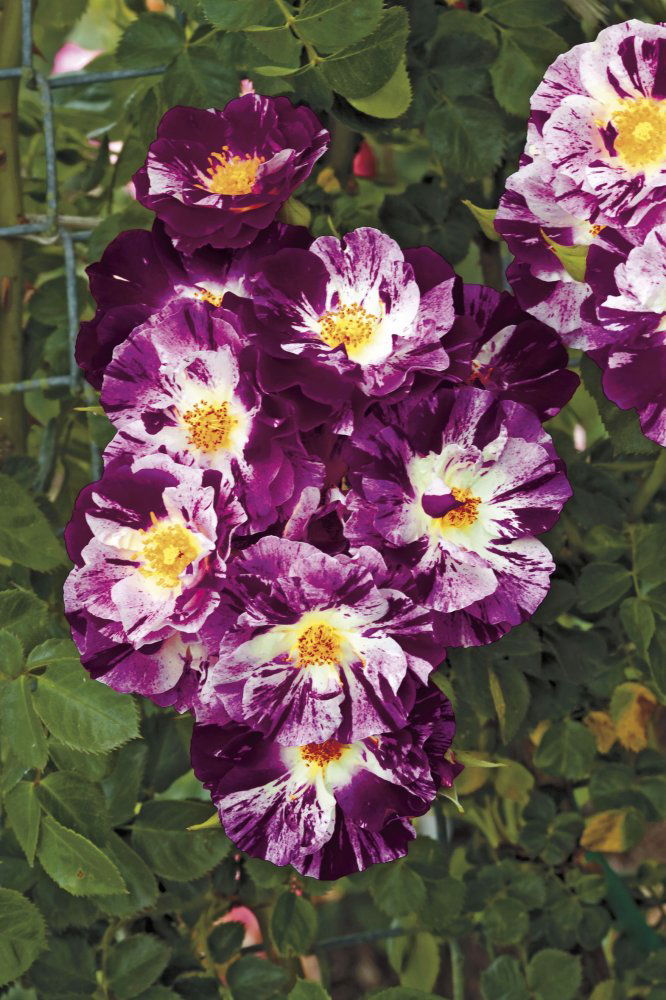 Rose Purple Splash - Rosa Purple Splash günstig kaufen