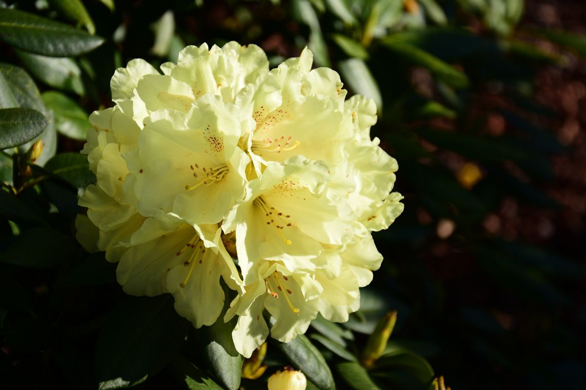 Rhododendron Millenium Gold - Rhododendron yakushimanum Millenium Gold ...